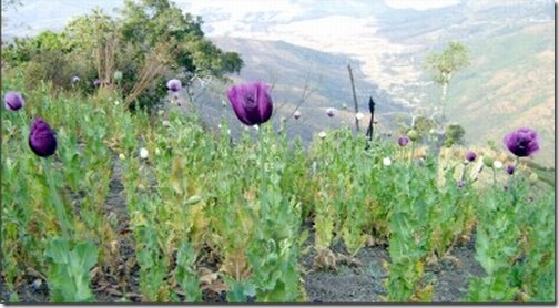 Manipur Becomes Poppy Producer For The Golden Triangle | Sinlung